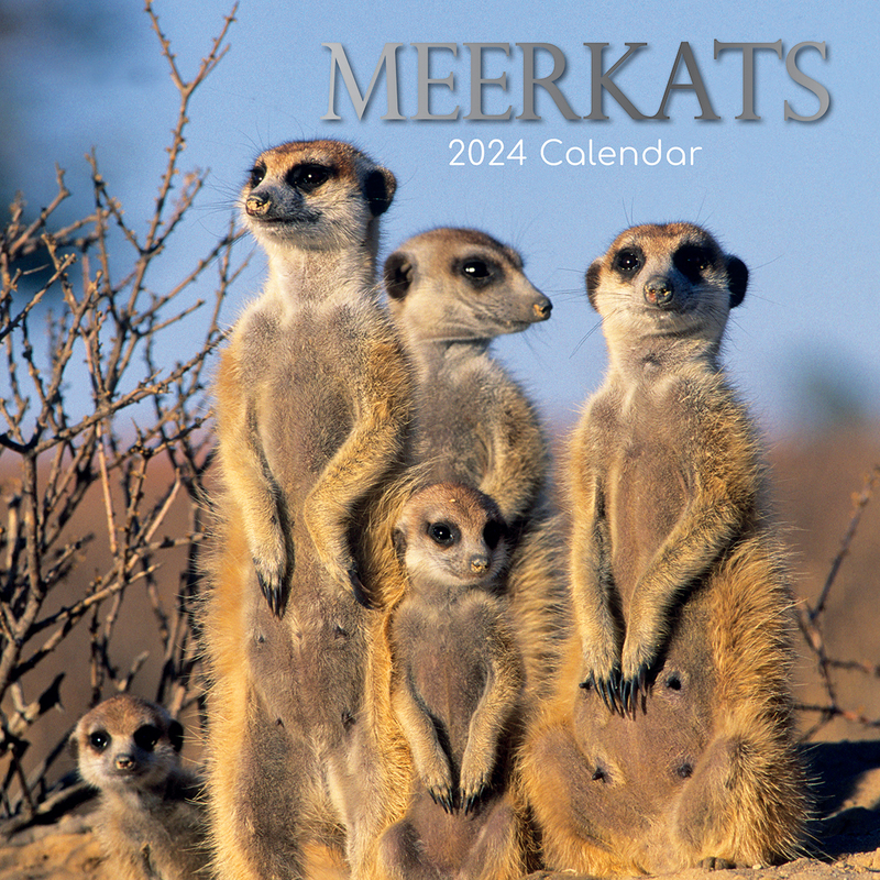Meerkats - 2024 Square Wall Calendar Pets Animals 16 Months Premium ...